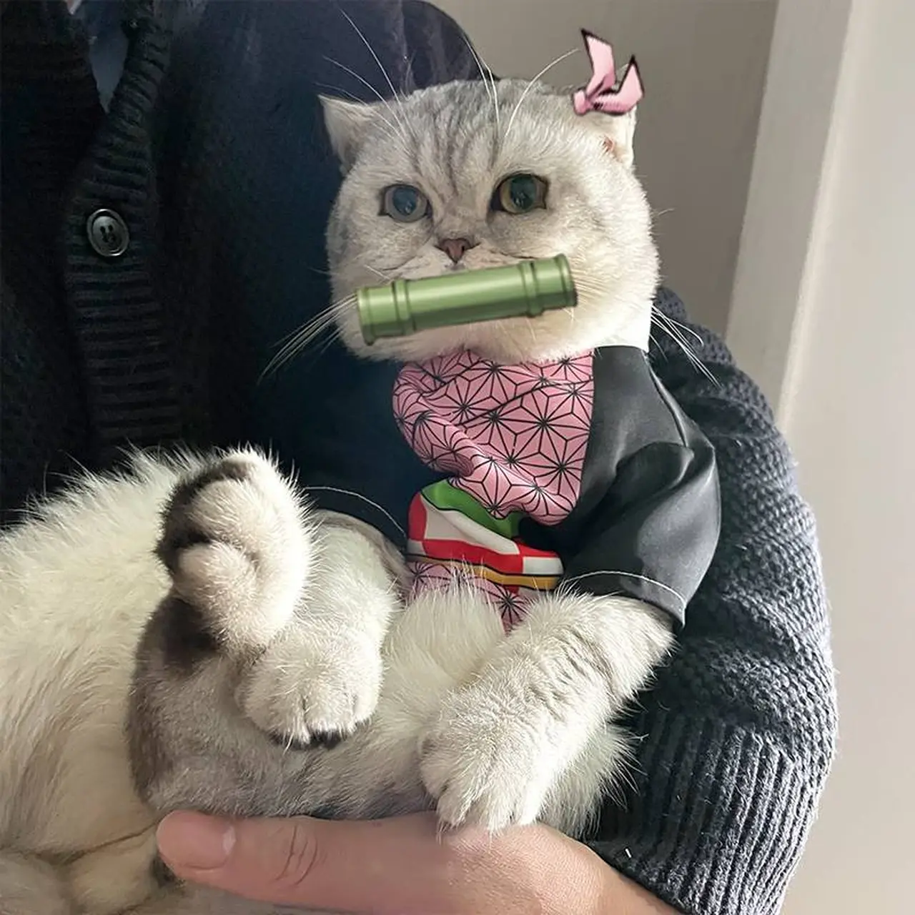 10 Potret Lucu Kucing Cosplay Karakter Anime Ini Bikin Gemas - Hot ...