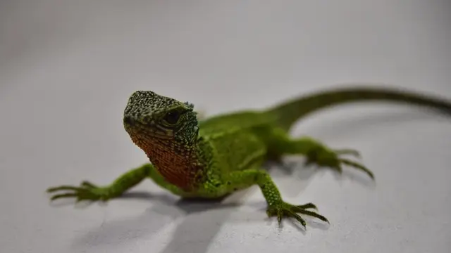 8 Ciri Hewan Reptil, Ketahui Keistimewaannya - Hot Liputan6.com