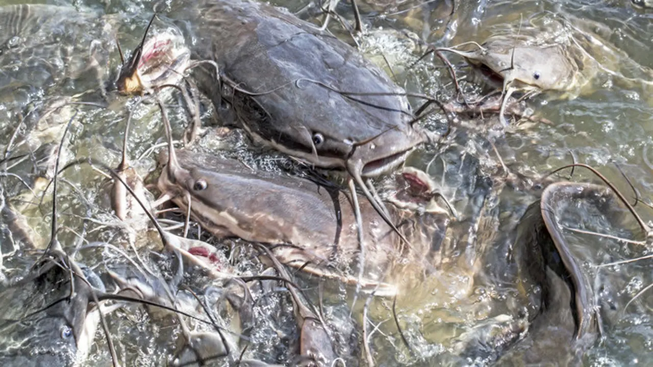 10 Jenis Lele Budidaya di Indonesia, Ketahui Ciri-Cirinya - Hot ...