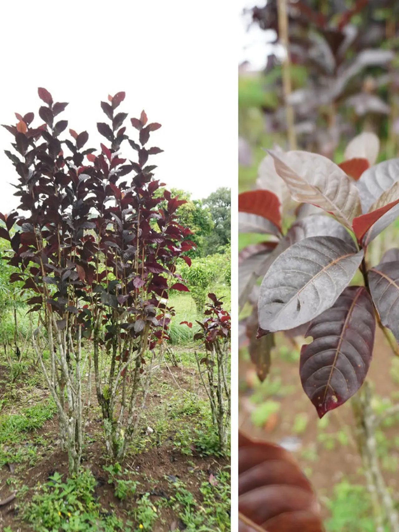 8 Manfaat Daun Ungu untuk Kesehatan, Ketahui Ciri dan Cara Menanamnya ...