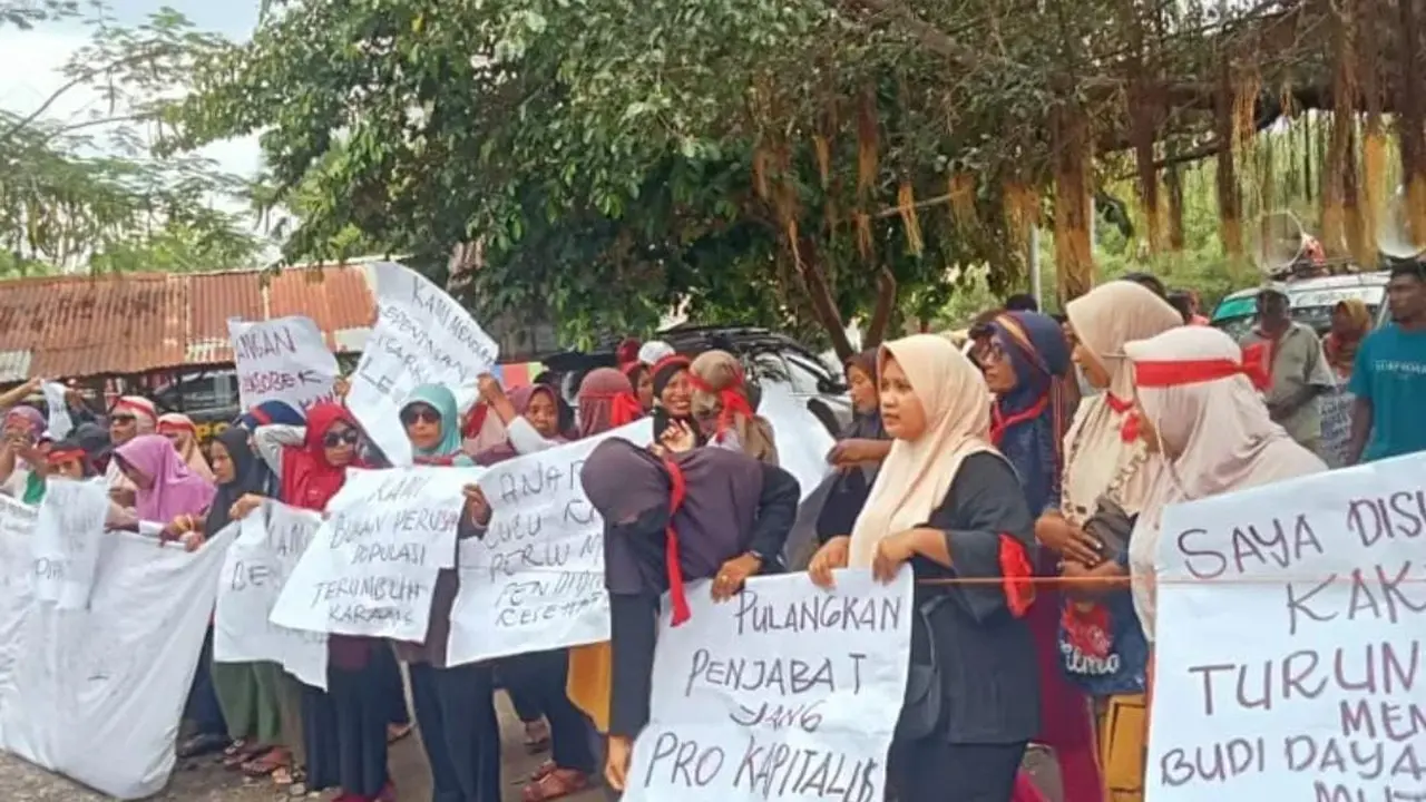 Nelayan Tolak Budidaya Kerang Mutiara di Teluk Lewoleba Lembata, Kenapa ...