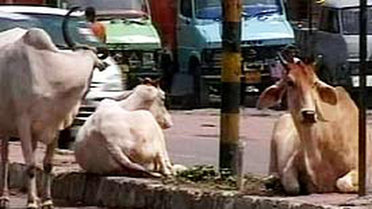 New Delhi Macet karena Sapi - Global Liputan6.com