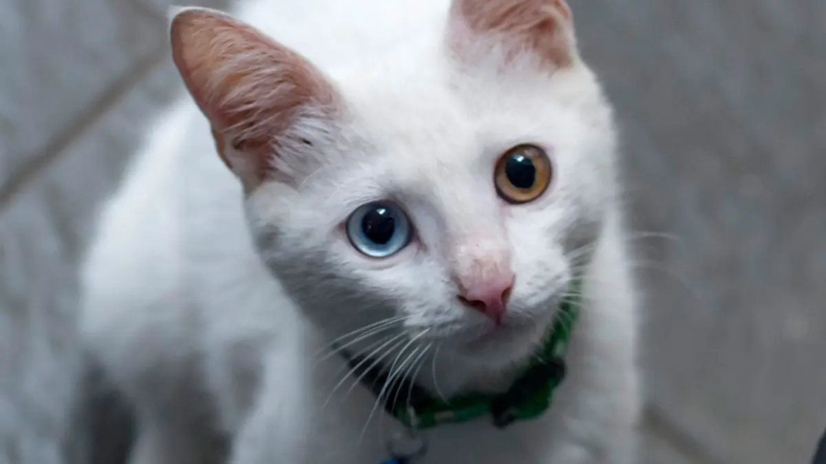 Berita kucing odd eye Hari Ini - Kabar Terbaru Terkini | Liputan6.com