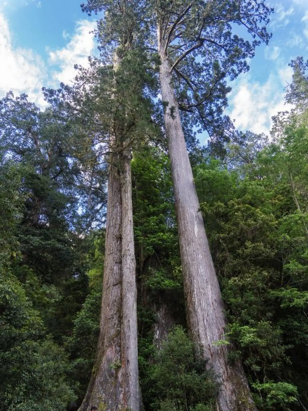 Mengenal Taiwania, Jenis Pohon di Taiwan yang Mampu Tumbuh Setinggi ...