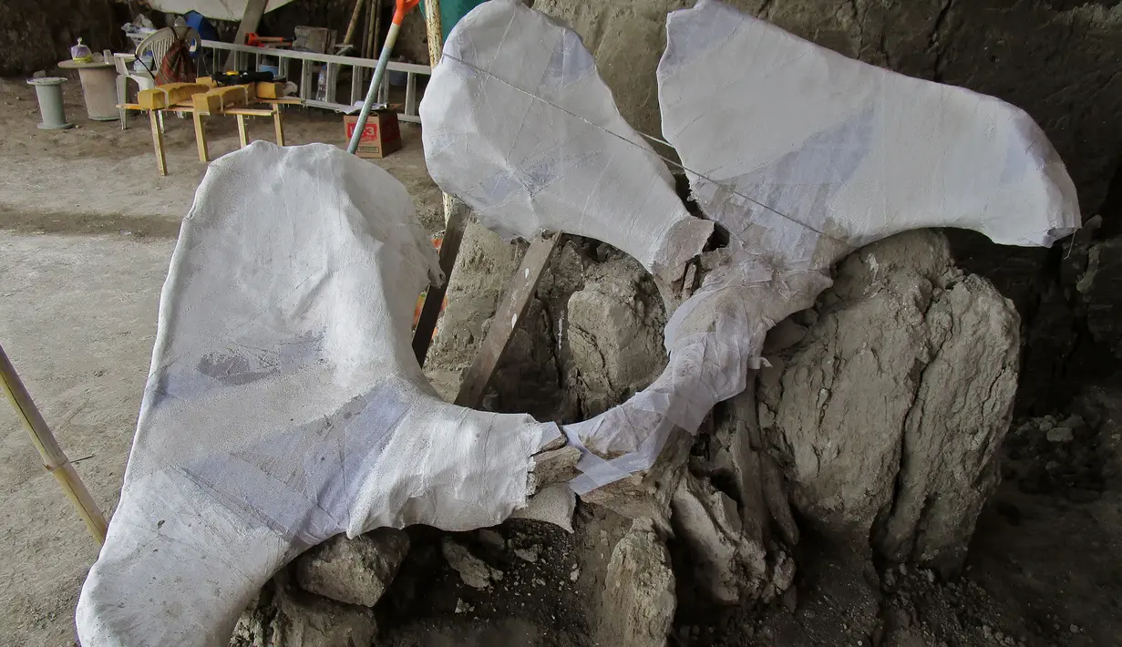 FOTO: Kerangka Mammoth Terbesar Ditemukan di Meksiko - Foto Liputan6.com