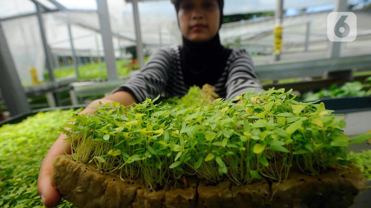 Melihat Budidaya Bayam di Kebun Hidroponikita Depok