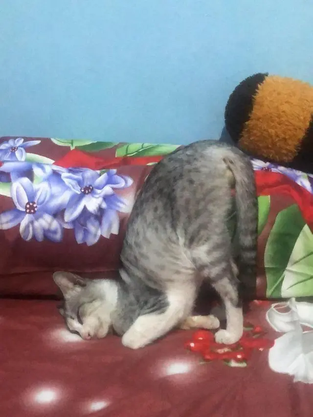 7 Potret Nyeleneh Pose Kucing saat Tidur Ini Bikin Geleng Kepala - Hot ...