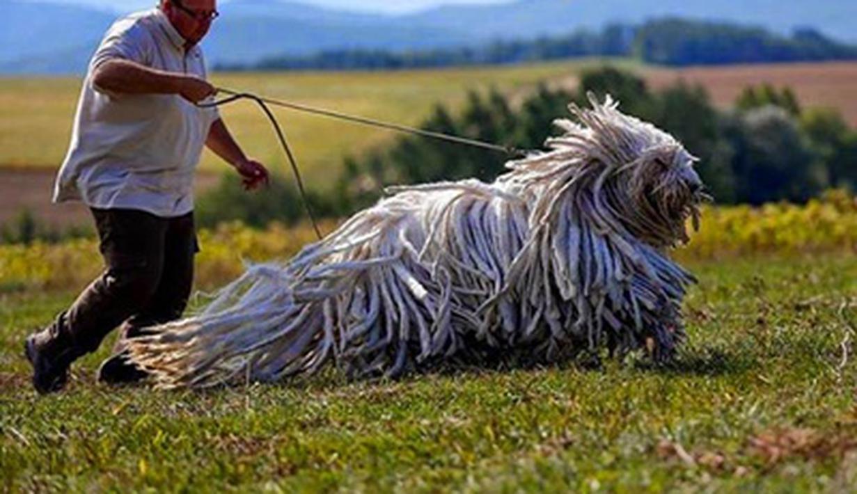 Anjing Raksasa Super Besar: Menggemaskan Atau Menakutkan? - Photo ...