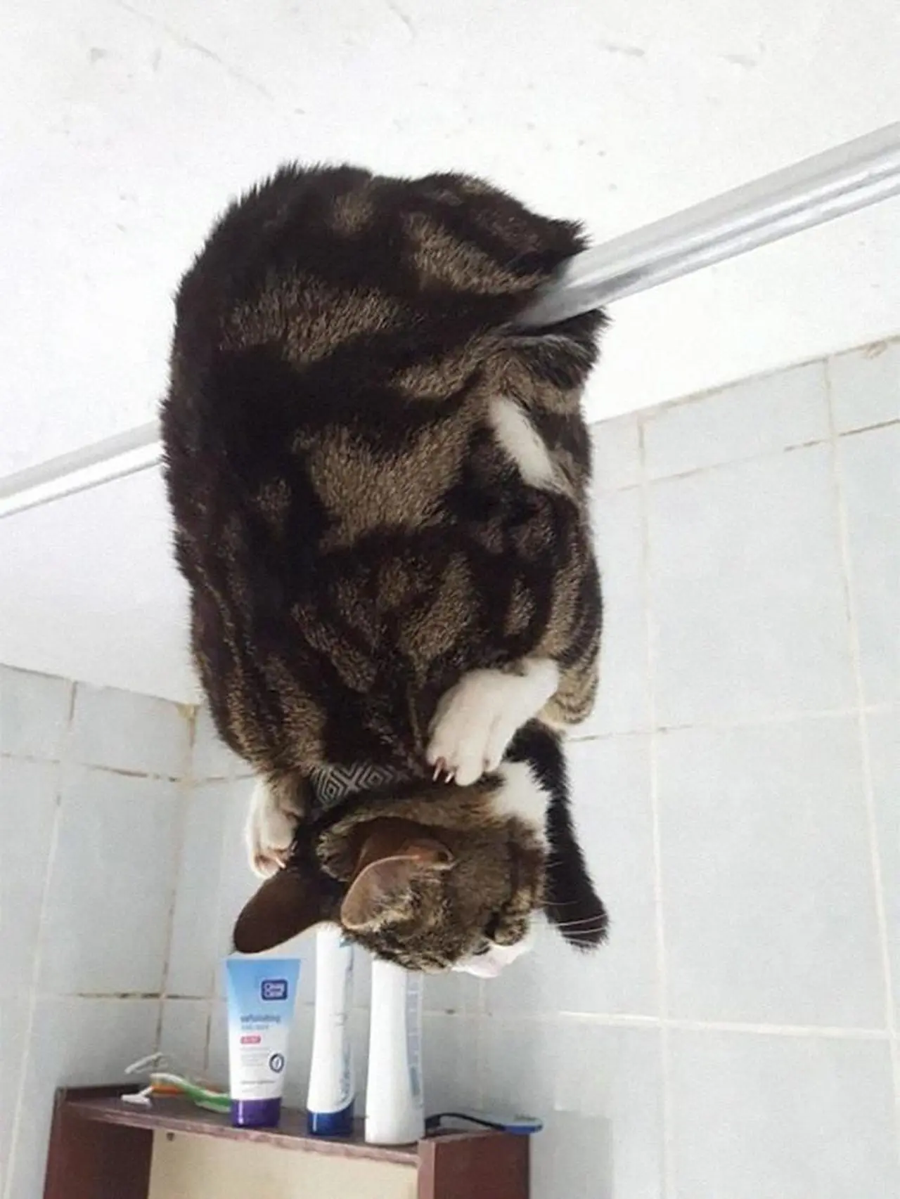 7 Potret Pose Absurd Kucing saat Berada di Rumah Ini Lucu Banget - Hot ...