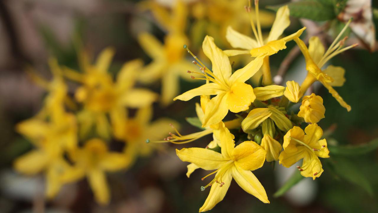 Bagaimana Cara Menanam Bunga Kenanga dari Stek agar Cepat Berbunga dan ...