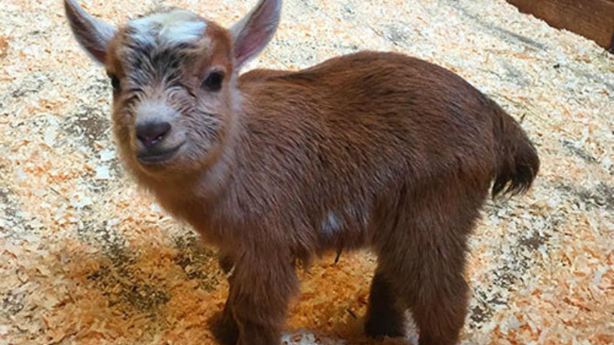 Lucunya Chewbacca Si Anak Kambing Kerdil - Global Liputan6.com