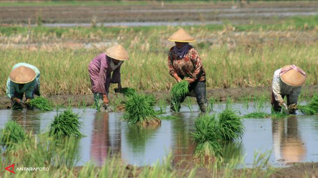 Ratusan Petani di Penjuru Dunia Kumpul di Indonesia - Bisnis Liputan6.com