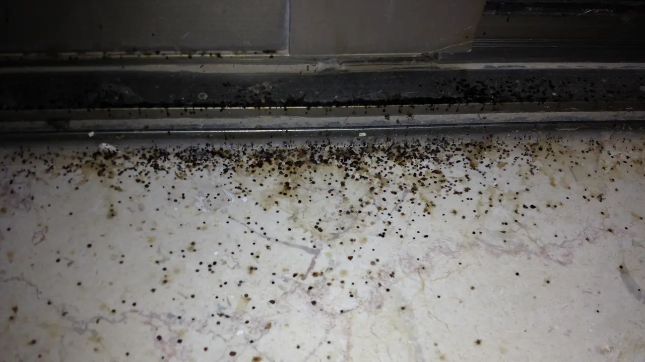 9 Faktor Penyebab Timbulnya Black Mold di Dinding Rumah, Simak Cara ...