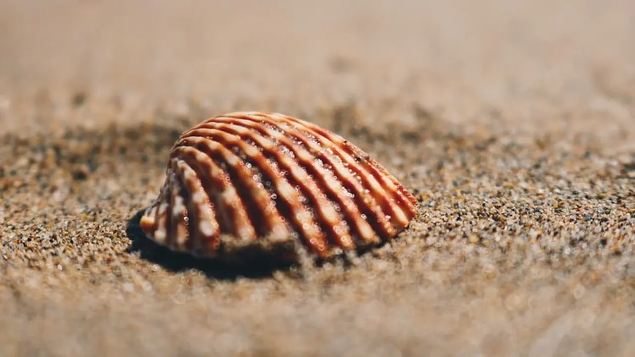 Cangkang Kerang dapat Dimanfaatkan Sebagai Pupuk Hingga Pelindung ...