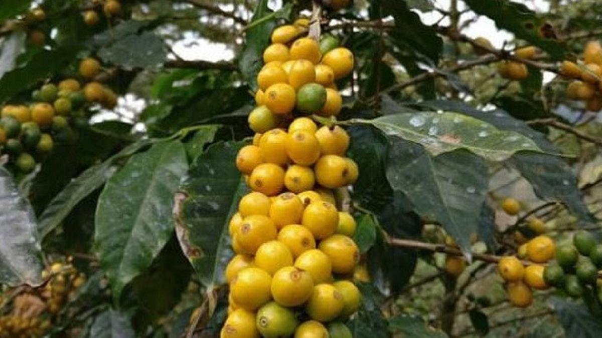 Mengenal Keistimewaan Kopi Biji Kuning Khas Garut yang Lagi Naik Daun