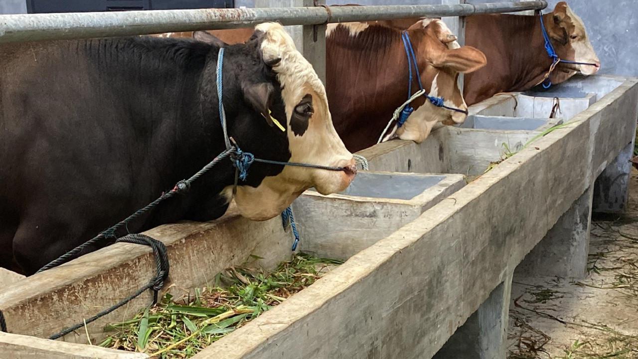 Cara Membuat Pakan Sapi Ternak Agar Cepat Gemuk, Bisa Capai Bobot 400 ...
