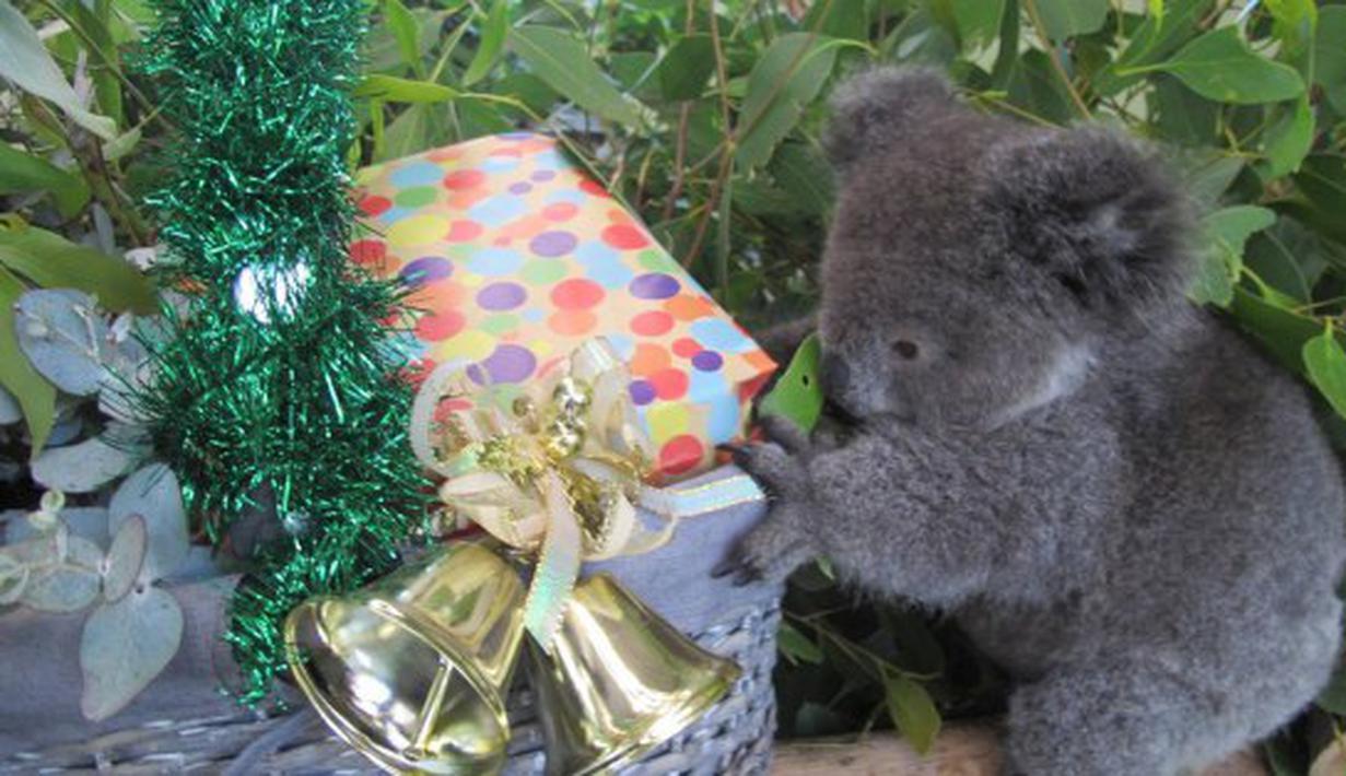 Archer si Koala Imut Yang Akan Membuat Anda Gemas - Photo Fimela.com