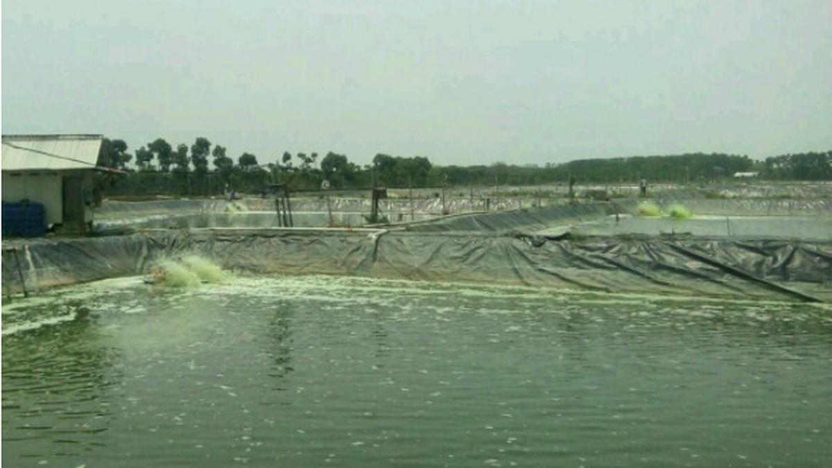 Budidaya Tambak Udang Vaname di Cidaun Diklaim Serap Tenaga Kerja Lokal ...