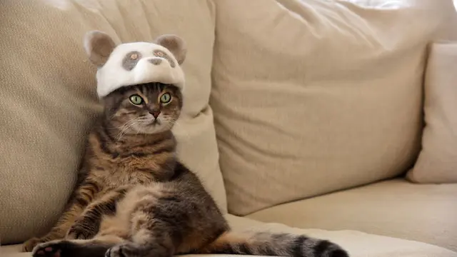 10 Potret Kucing Pakai Topi, Wajahnya Jadi Imut Banget - Hot Liputan6.com