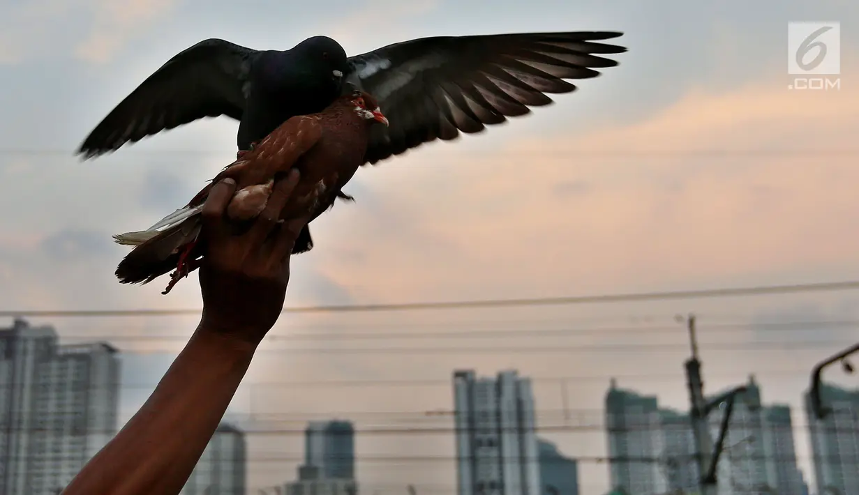 PHOTO: Menikmati Liburan Bersama Burung Merpati - Foto Liputan6.com