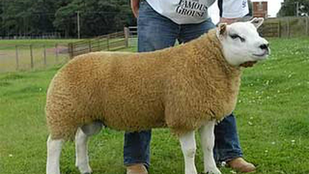 Domba Termahal Sejagat: Rp 3,8 Miliar - Global Liputan6.com