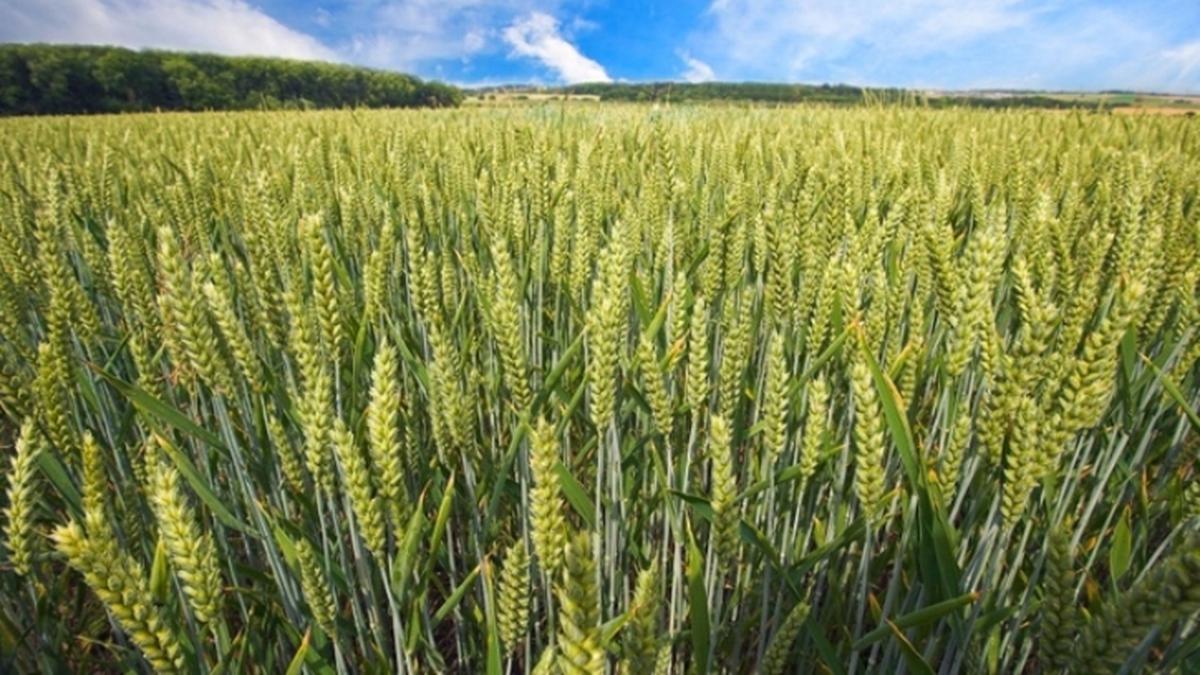 Batasan Kuota Impor RI Bisa Goyang Pengusaha Gandum Australia - Bisnis ...