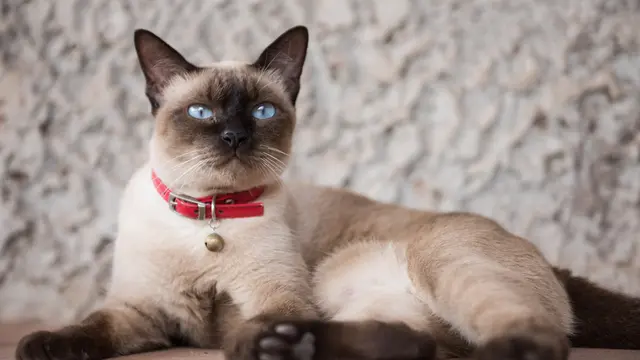 Potret Keunikan Kucing Siam, Bentuk Wajah Terus Berubah - Ragam Bola.com