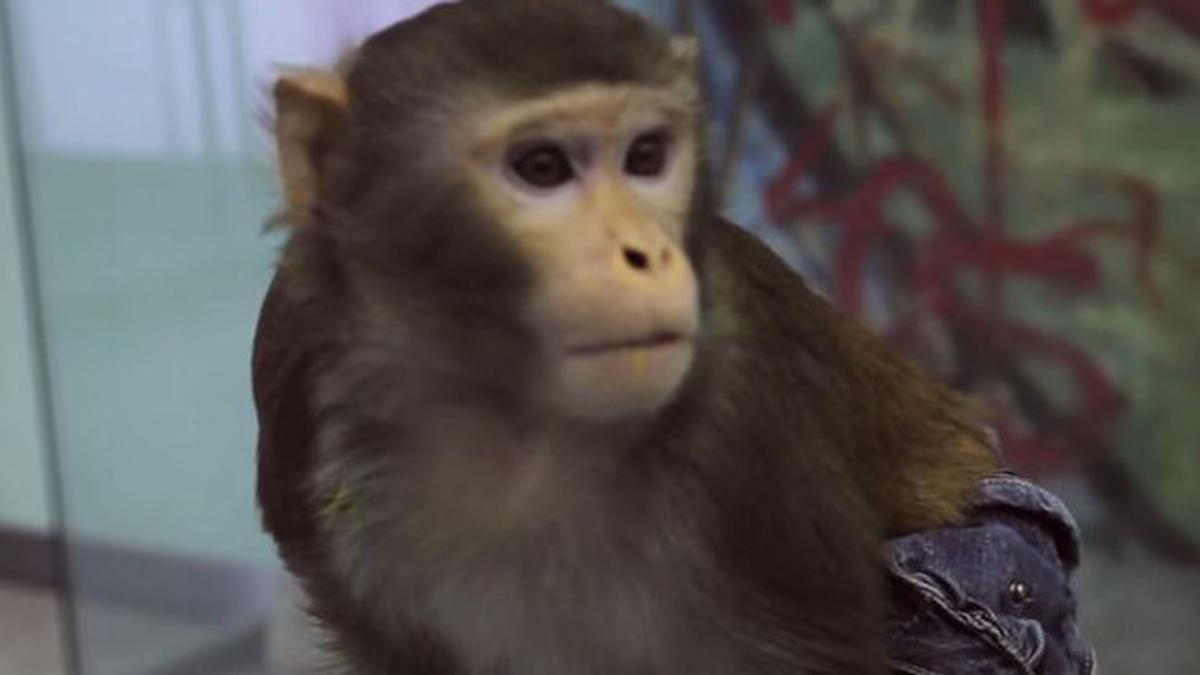 Tato Punggung Hasil Karya Monyet - Global Liputan6.com