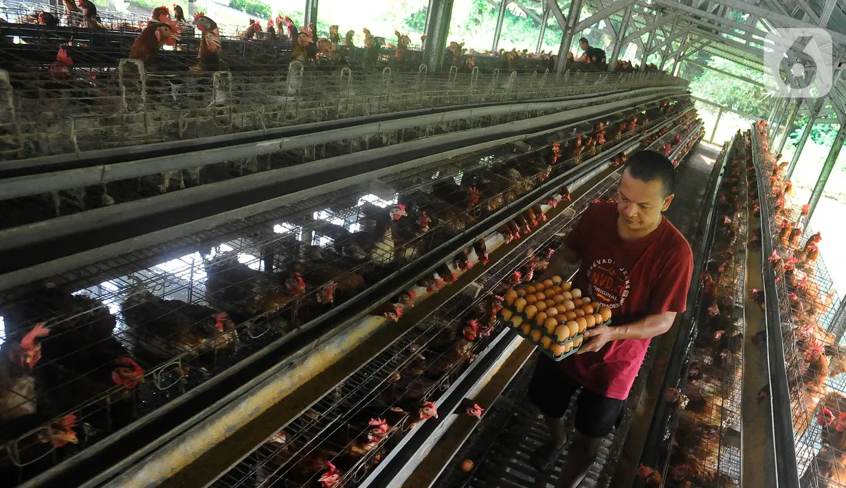 Harga Telur Naik Terus, Ternyata Mahalnya Pakan Ayam Jadi Pemicu - Foto ...
