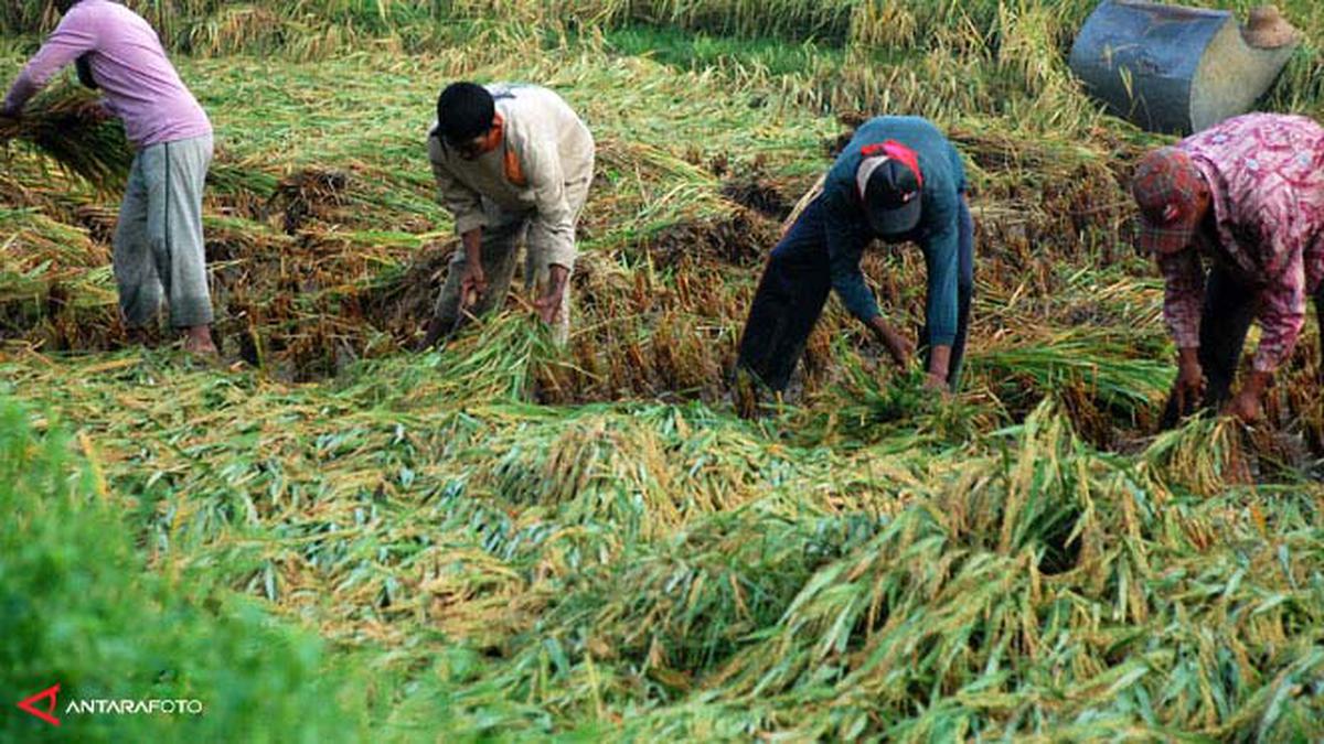 [VIDEO] Anak Muda Indonesia Ogah Jadi Petani Karena Takut Miskin ...