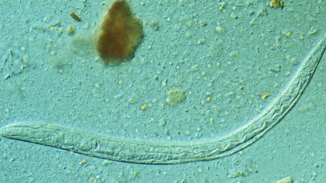 Larva Adalah Serangga yang Berkembangnya Melalui Metamorfosis, Ketahui ...