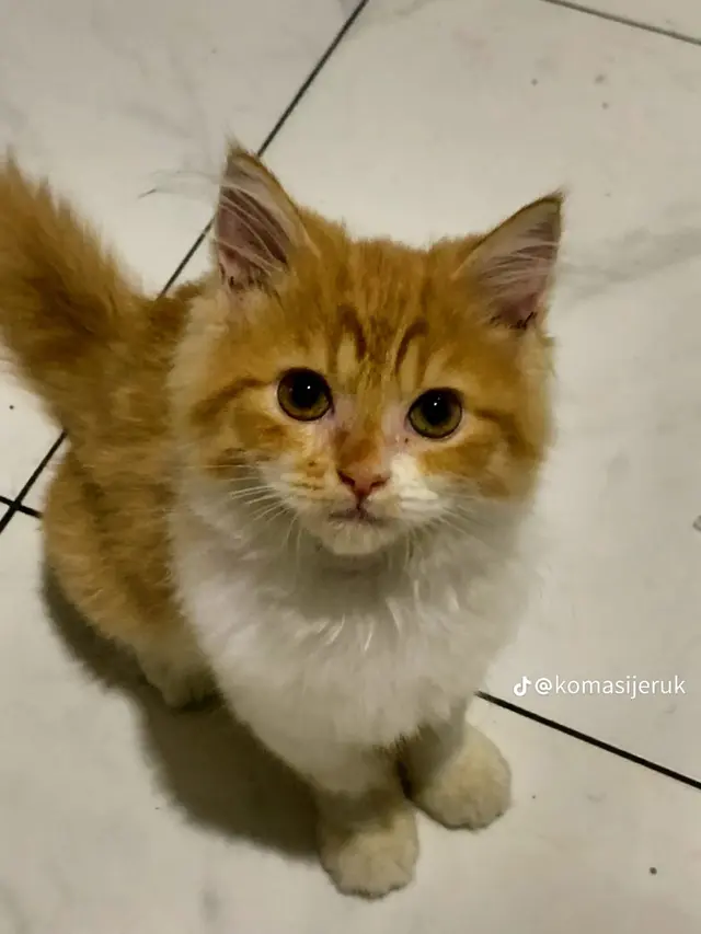 8 Tingkah Lucu Koma, Kucing Kesayangan Warga TikTok yang Berpisah ...