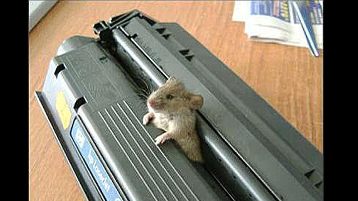 Kasihan, Anak Tikus Terjepit di Printer - Global Liputan6.com