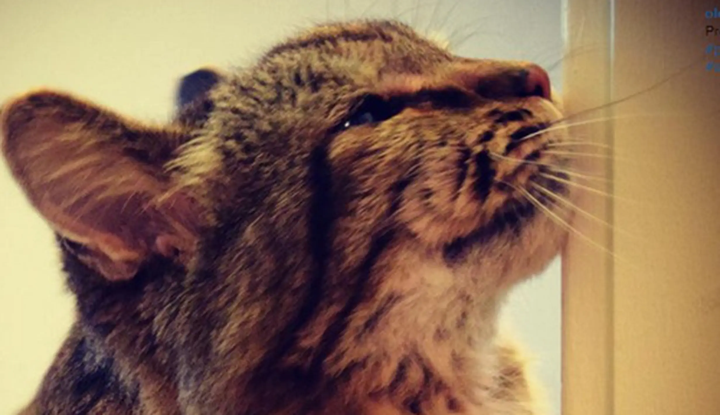 Potret Menggemaskan Corduroy si Kucing Tertua di Dunia - Photo Fimela.com