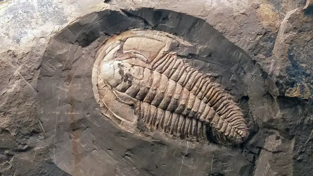 Penemuan Fosil Cacing Raksasa di Greenland Utara, Predator Purba yang ...