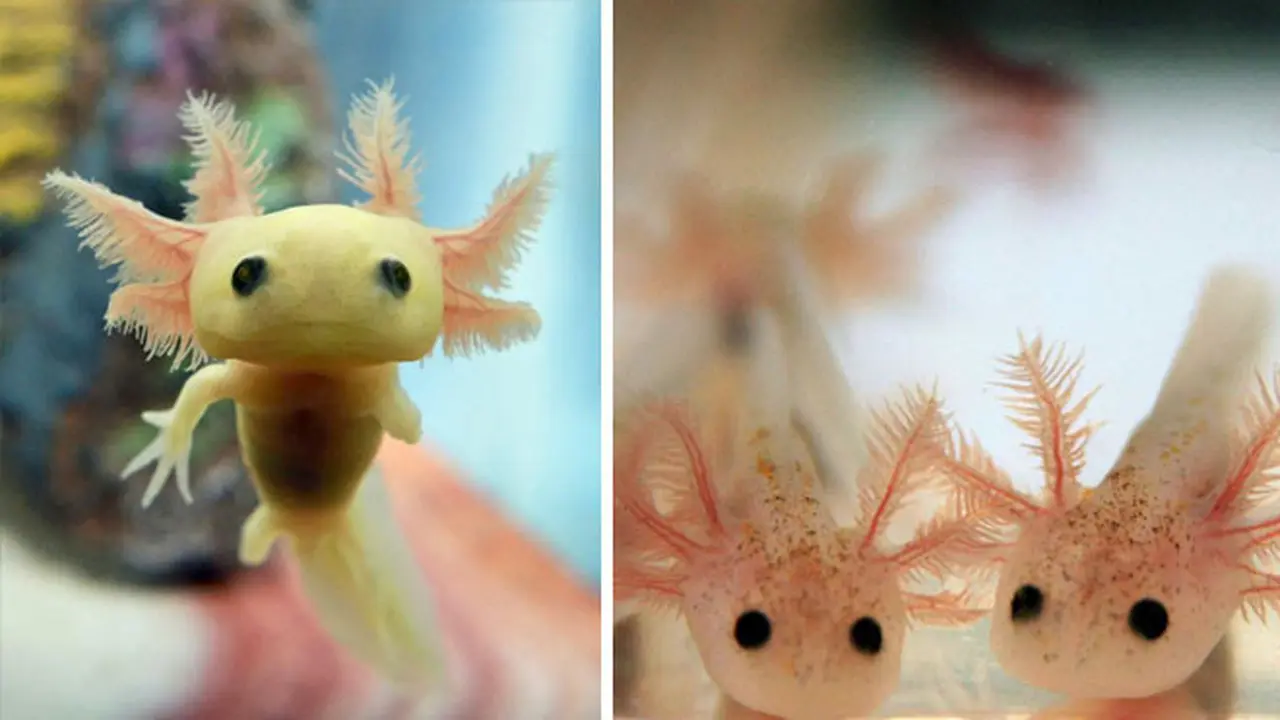 10 Hewan Terlucu di Dunia, Habitatnya Unik - Citizen6 Liputan6.com