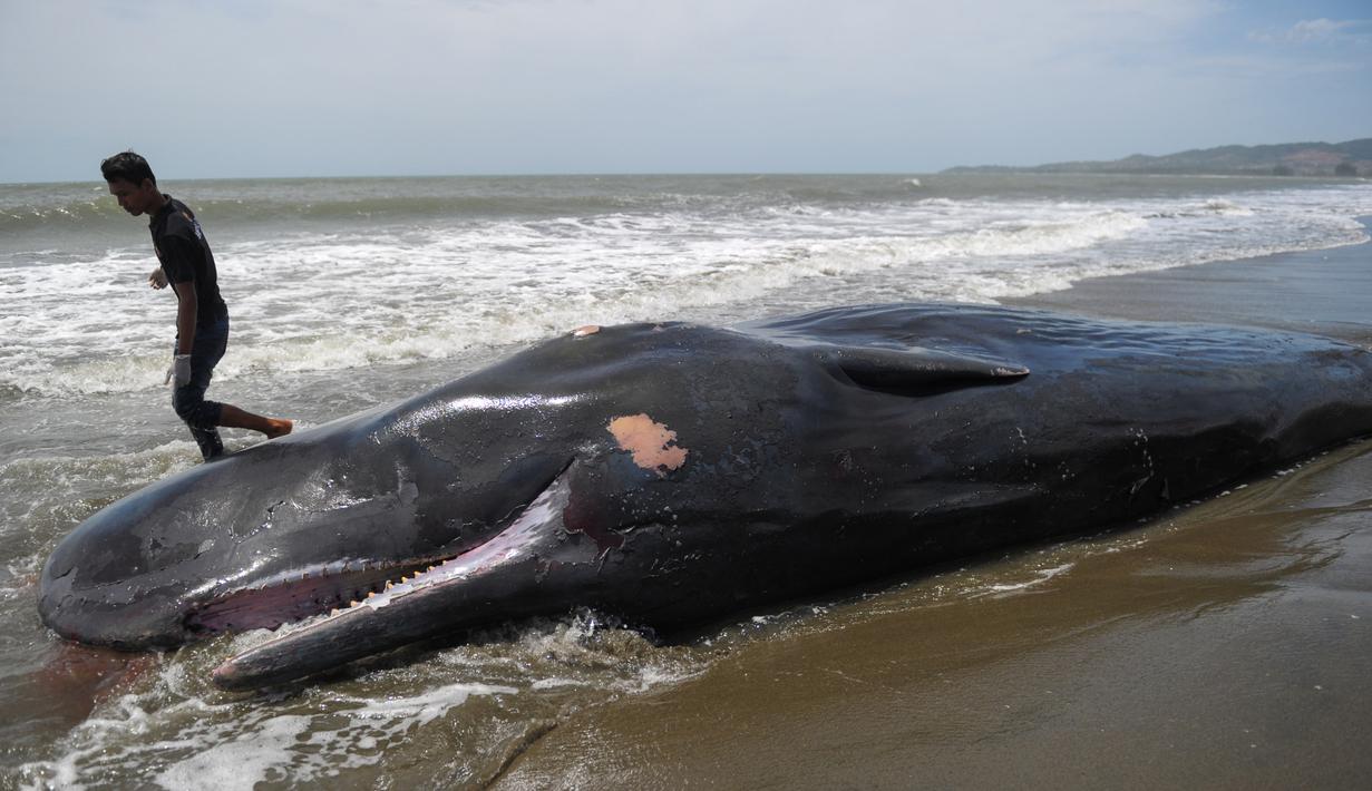 Mati Terdampar di Banda Aceh, Paus Ini Jadi Tontonan Warga - Foto ...