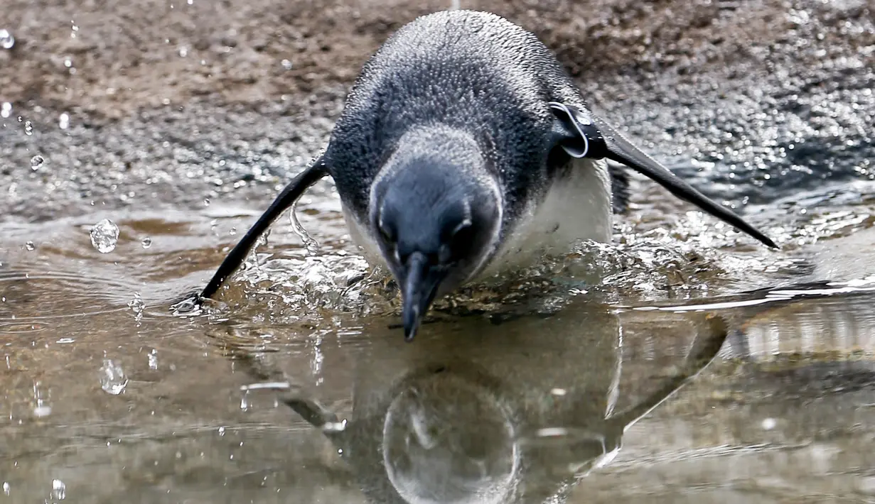 FOTO: Menggemaskan Lihat Penguin Belajar Berenang - Foto Liputan6.com