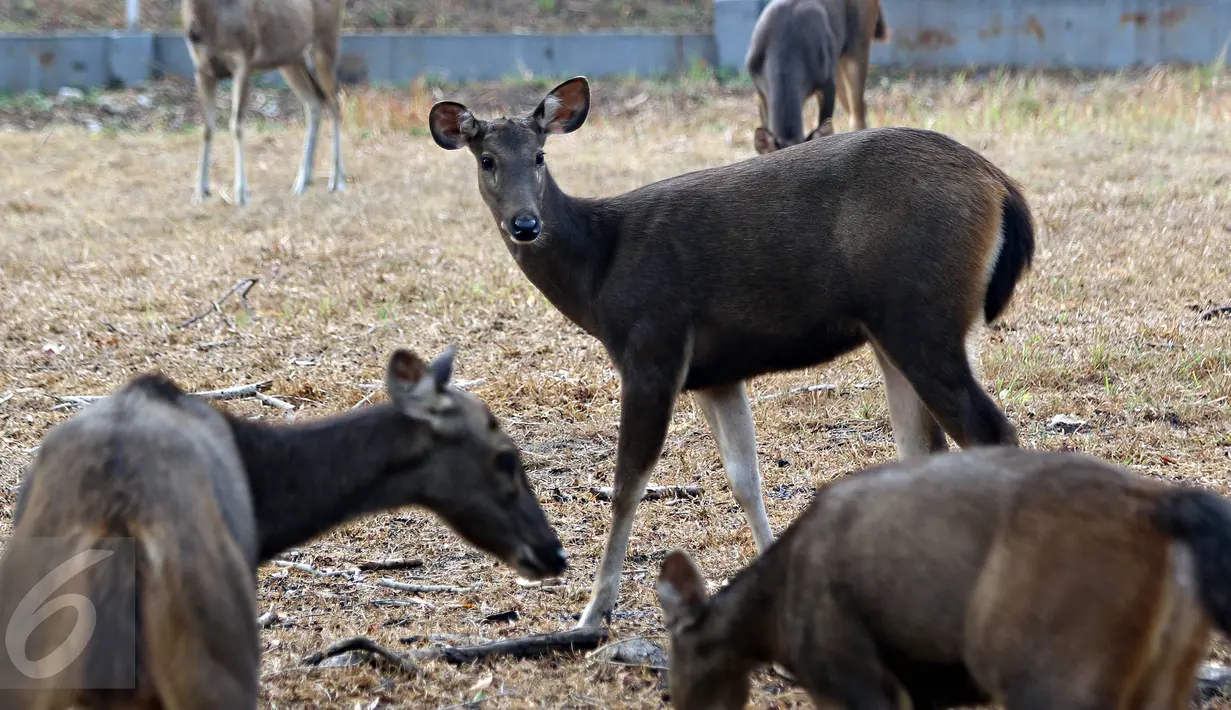 Mengunjungi Penangkaran Rusa Terbesar Asli Indonesia - Foto Liputan6.com