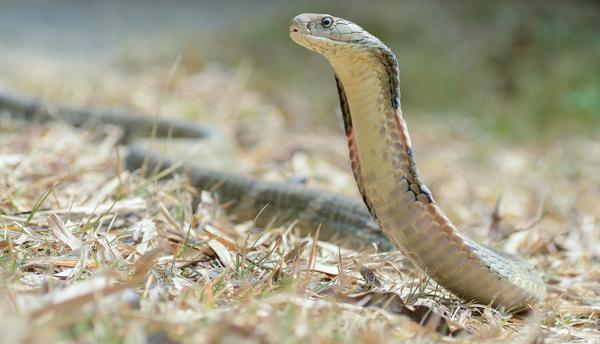 10 Artis Korea Ganteng yang Sering Muncul di Drama dan Film, Ada Idolamu? - Hot Liputan6.com