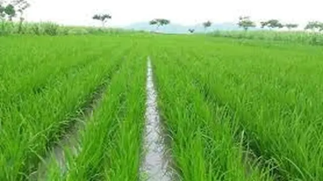 Padi Memiliki Nama Ilmiah Oryza Sativa, Ini Penjelasan Lengkap Kata ...