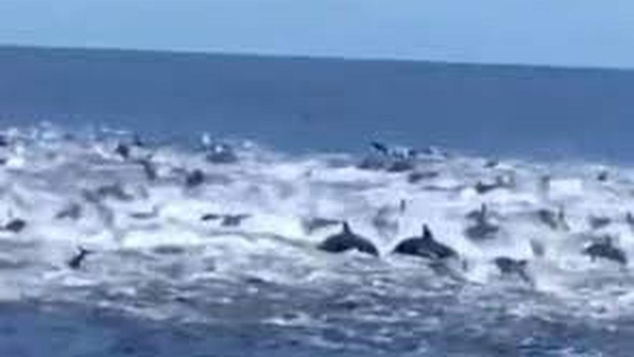 Momen Penampakan Epik Ratusan Ekor Lumba-lumba di Pantai Pancer Banyuwangi