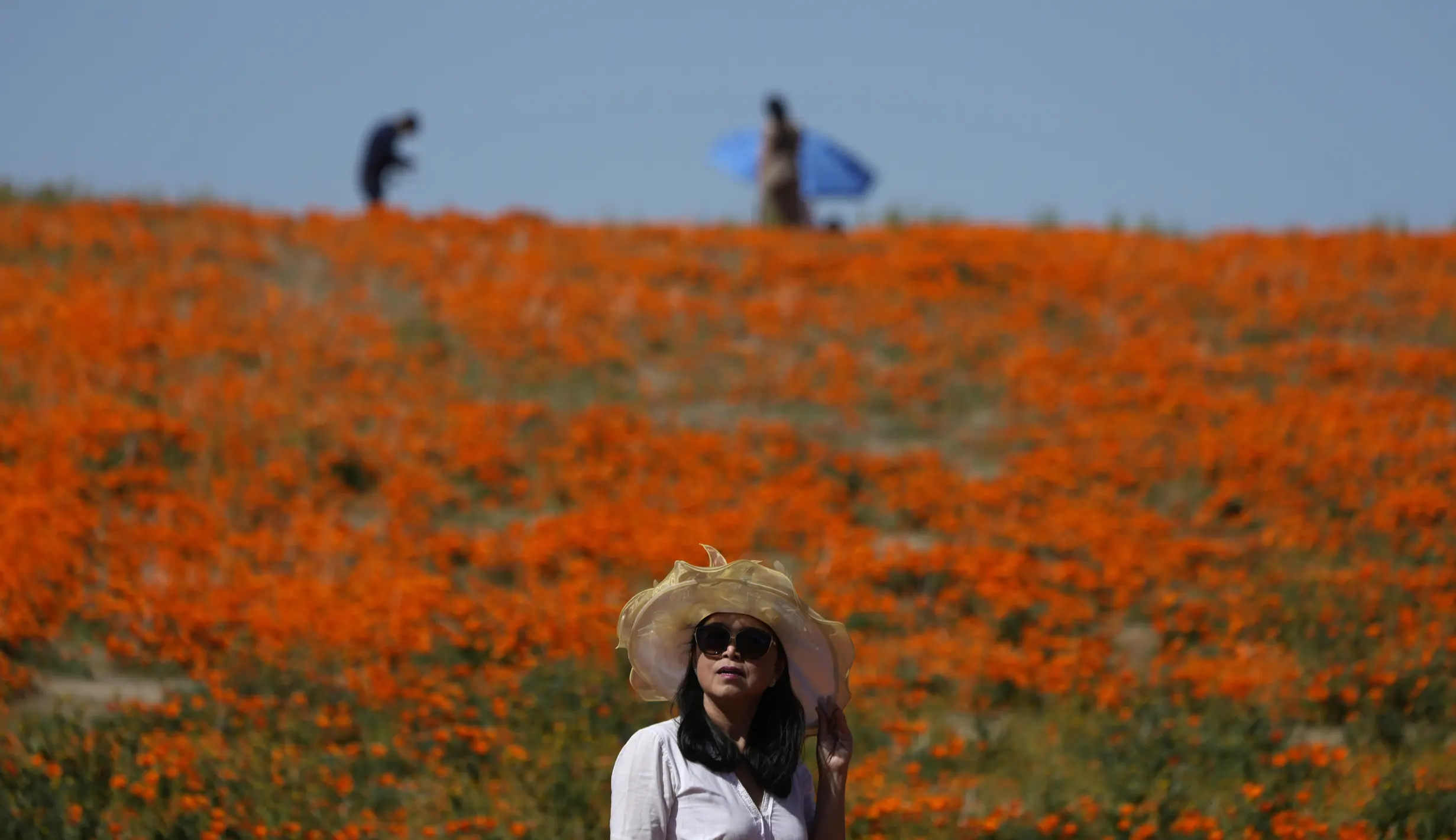 Bunga Poppy Liar Bermekaran, Lautan Oranye Selimuti Antelope Valley - Foto Liputan6.com