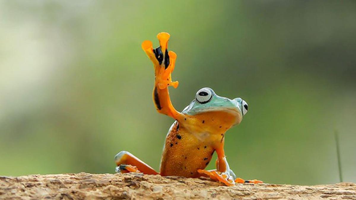 10 Potret Katak Karya Tanto Yensen: Keren & Menggemaskan