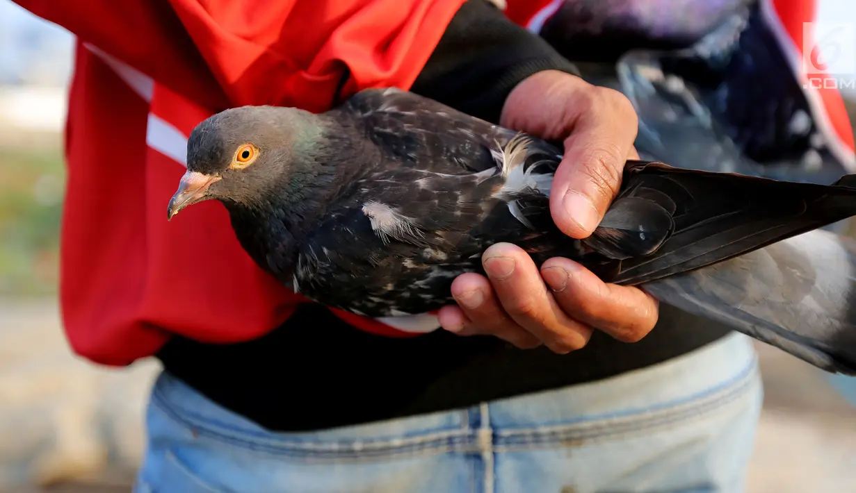 PHOTO: Menikmati Liburan Bersama Burung Merpati - Foto Liputan6.com