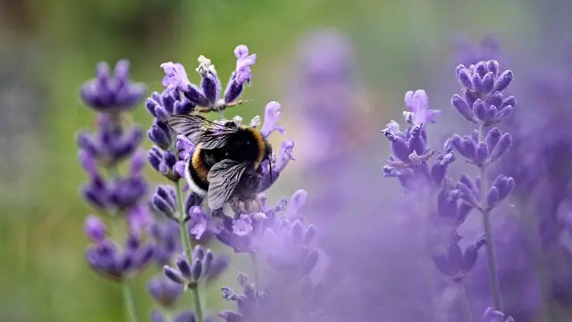 10 Macam Penyerbukan Tumbuhan, Ketahui Proses dan Contohnya - Hot ...