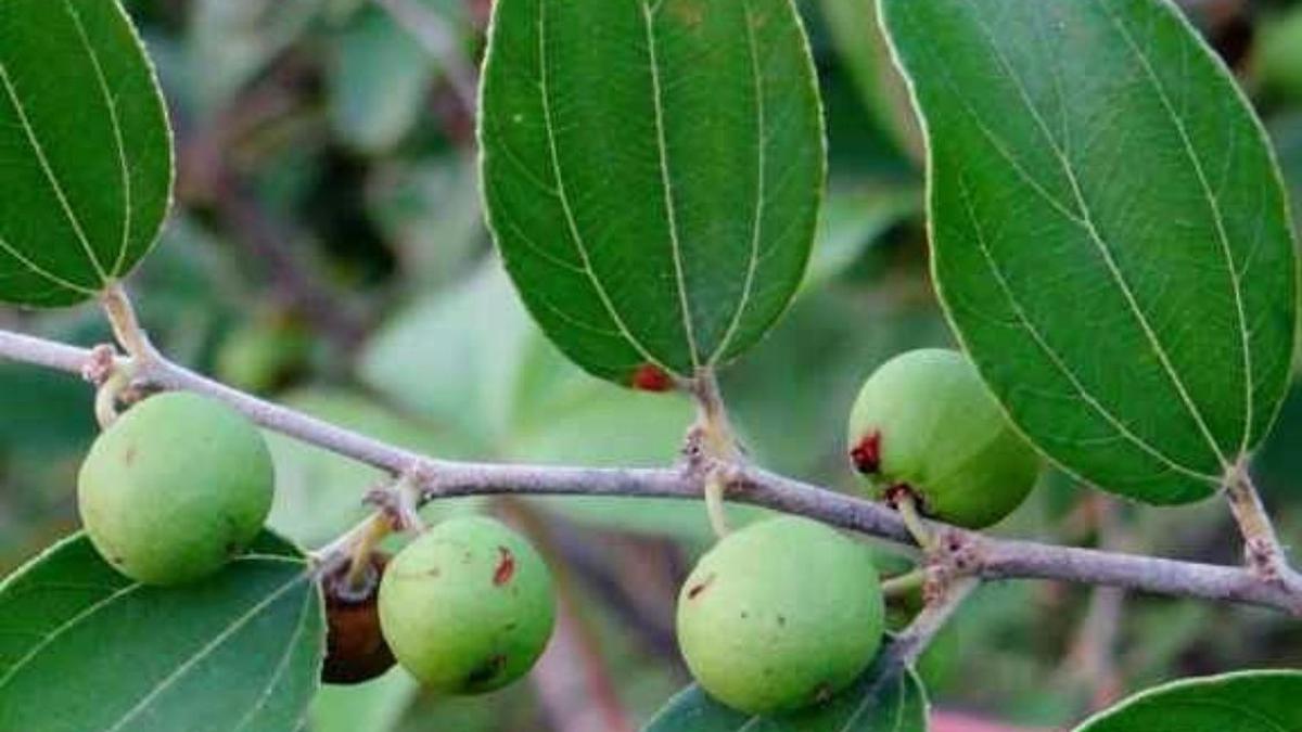 Mengenal Bidara Laut, Salah Satu Tanaman Herbal untuk Jamu Bersalin ...