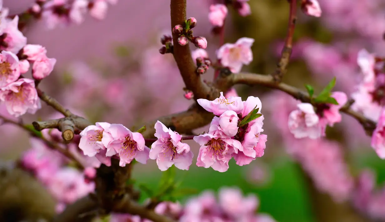 FOTO: Menikmati Keindahan Bunga Persik Bermekaran di Spanyol - Foto ...