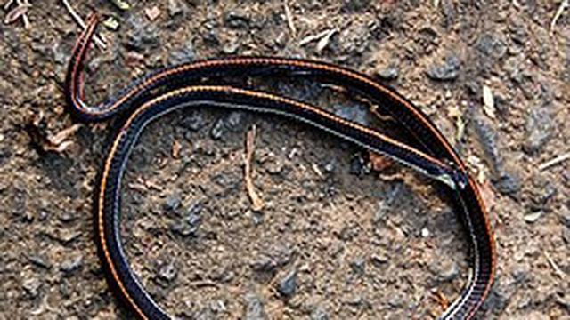 Kenali dan Waspada, Ini 5 Potret Ular Berbisa yang Hidup di Indonesia ...