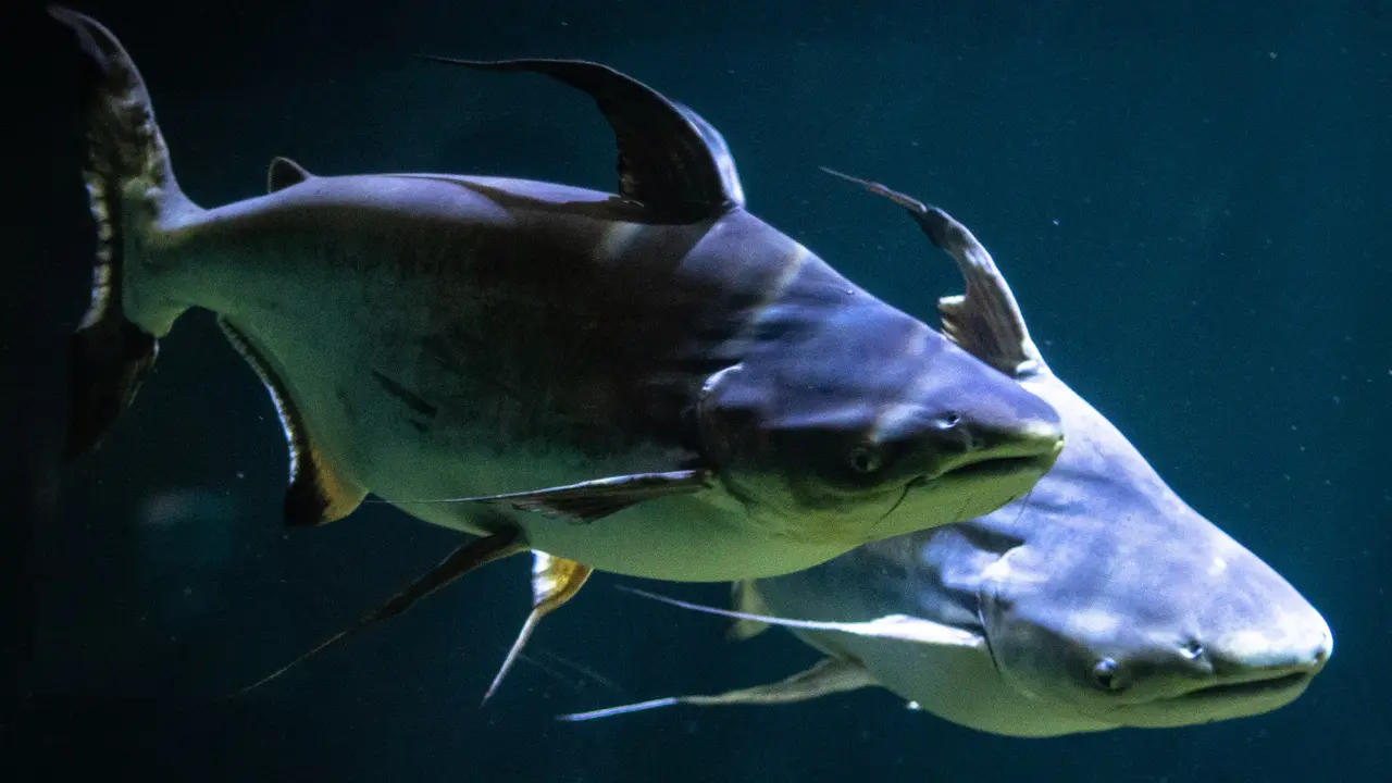 Resep Gulai Ikan Patin yang Gurih Berempah, Ini Tipsnya Agar Tidak Bau ...